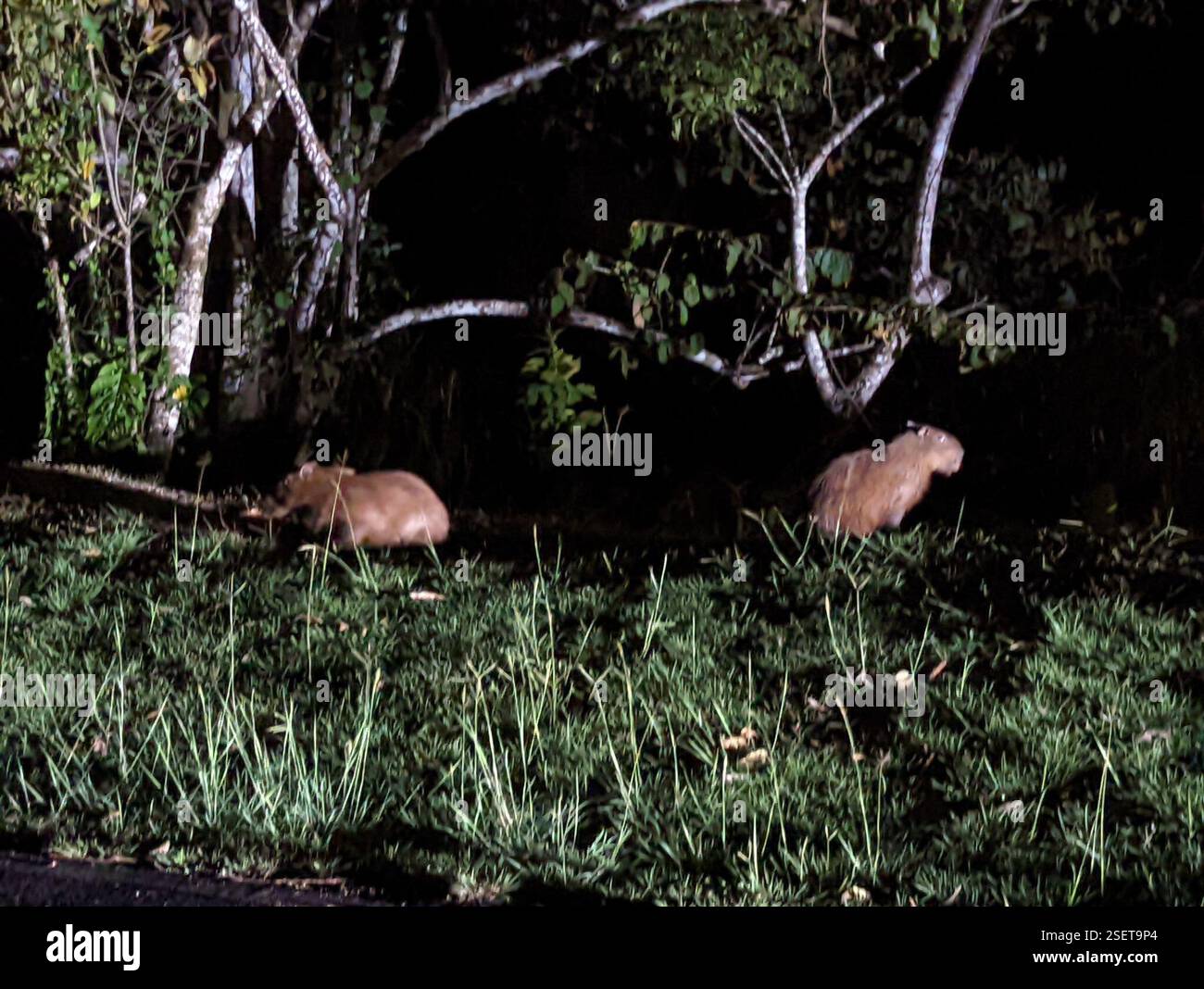 Lesser Capybara (Hydrochoerus isthmius), Mammalia, 479P+F5G, Gamboa ...