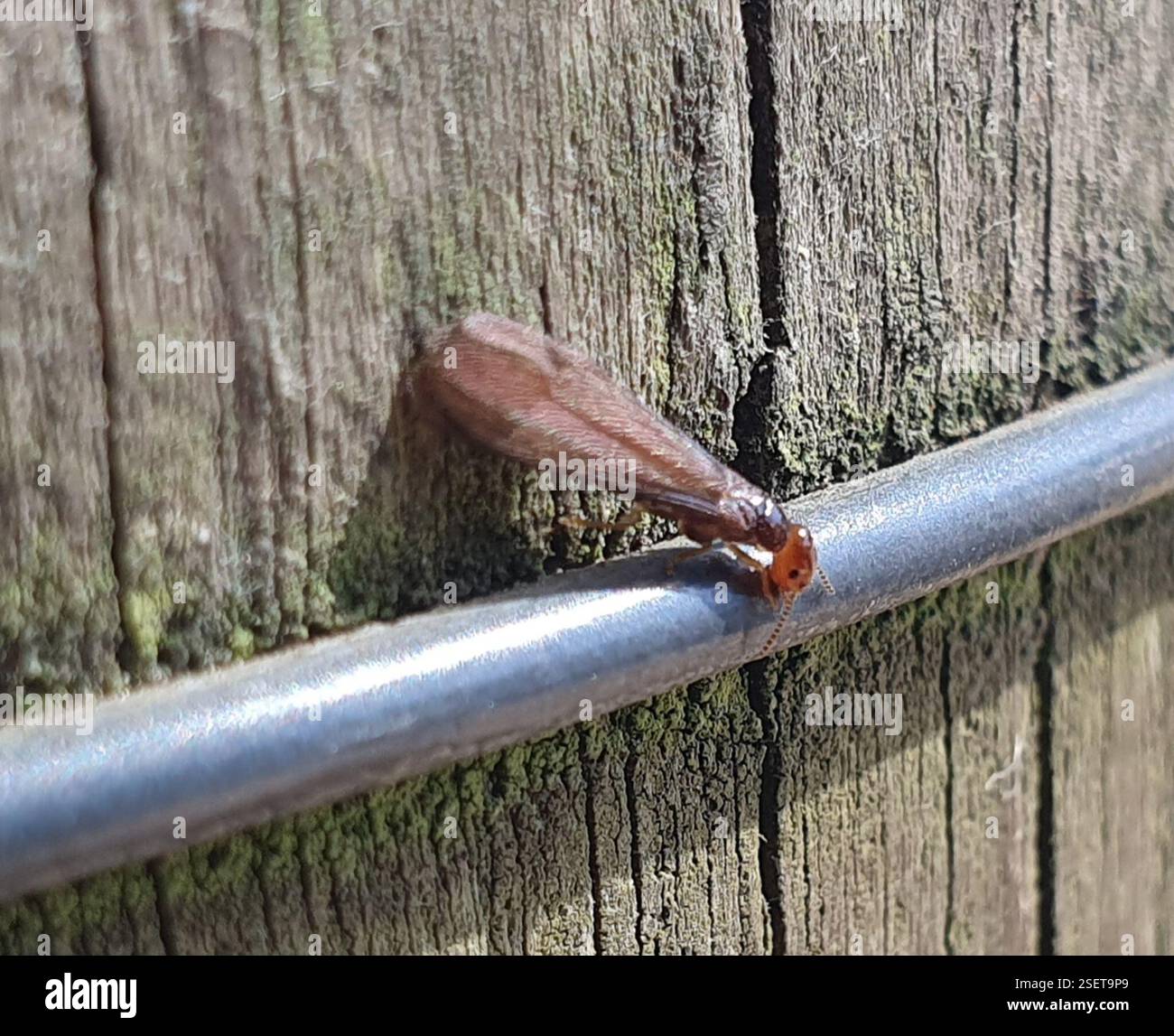 Termites (Termitoidae), Insecta, Mākara, Wellington, New Zealand Stock ...