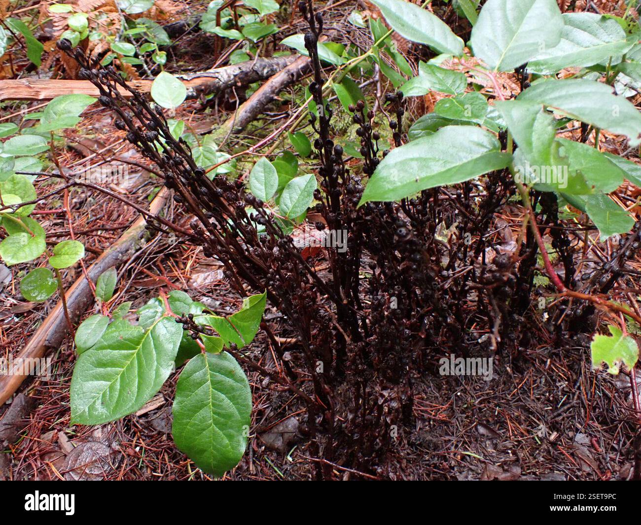 pinesap (Monotropa hypopitys), Plantae, Comox Valley, BC, Canada Stock ...