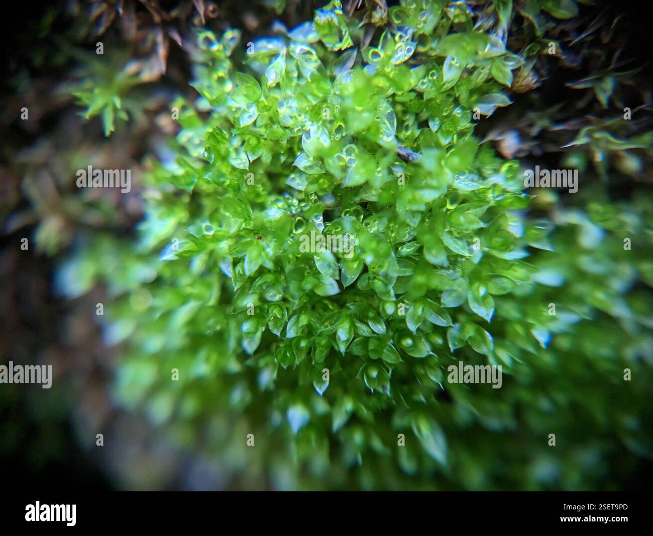 Capillary Thread-moss (Ptychostomum capillare), Plantae, Vancouver, BC ...