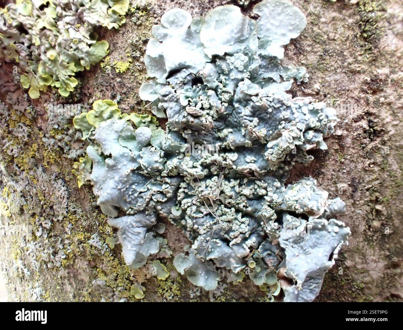 Powdered Speckled Shield Lichen (Punctelia subrudecta), Fungi ...