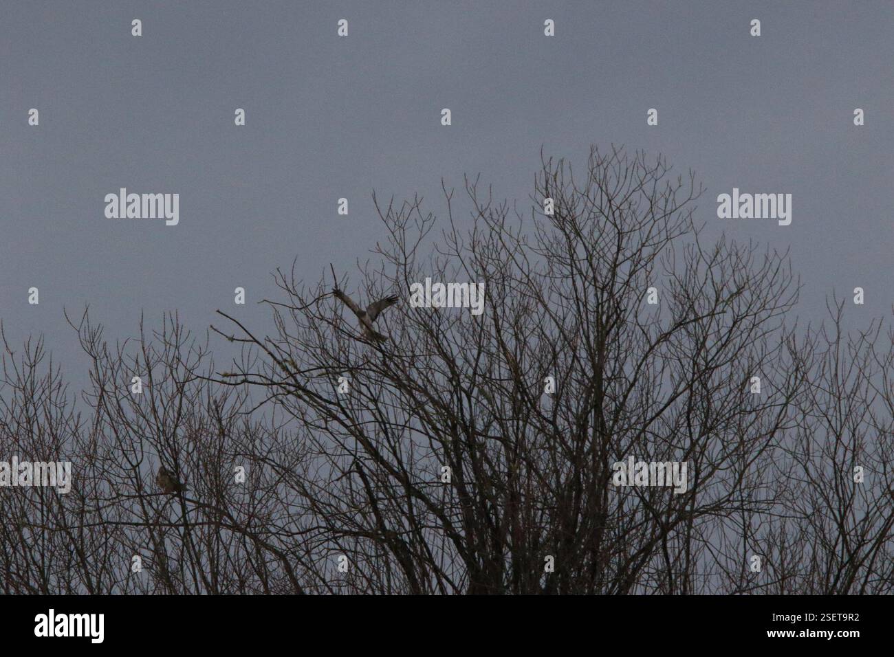 Northern Harrier (Circus hudsonius), Aves, Lane, Oregon, United States ...