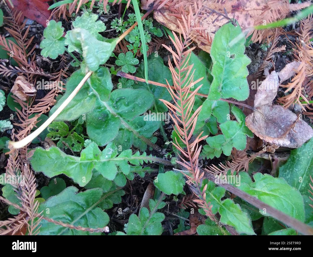 Oriental false hawksbeard (Youngia japonica), Plantae, Windsor Forest ...