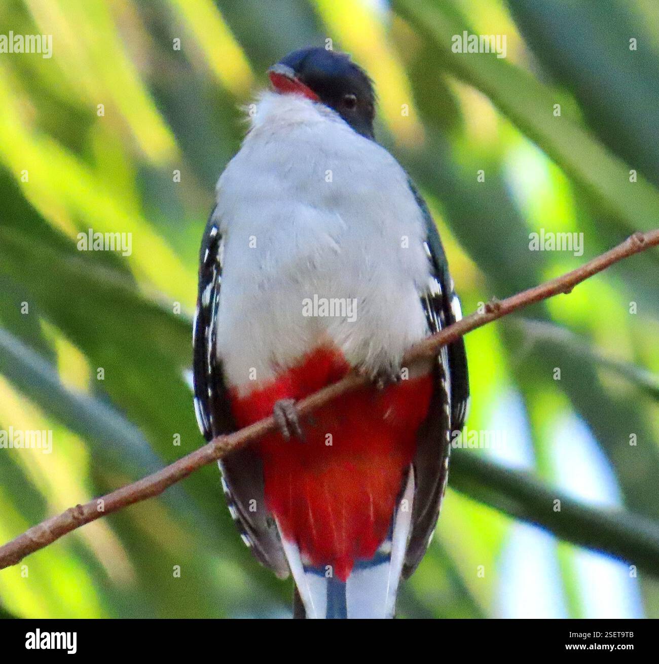 Cuban Trogon (Priotelus temnurus), Aves, Pinar del Río, CU, Cuban ...