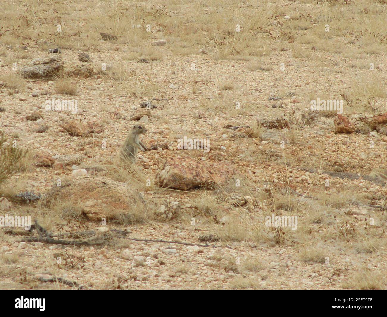South African Ground Squirrel (Geosciurus inauris), Mammalia, Erongo ...