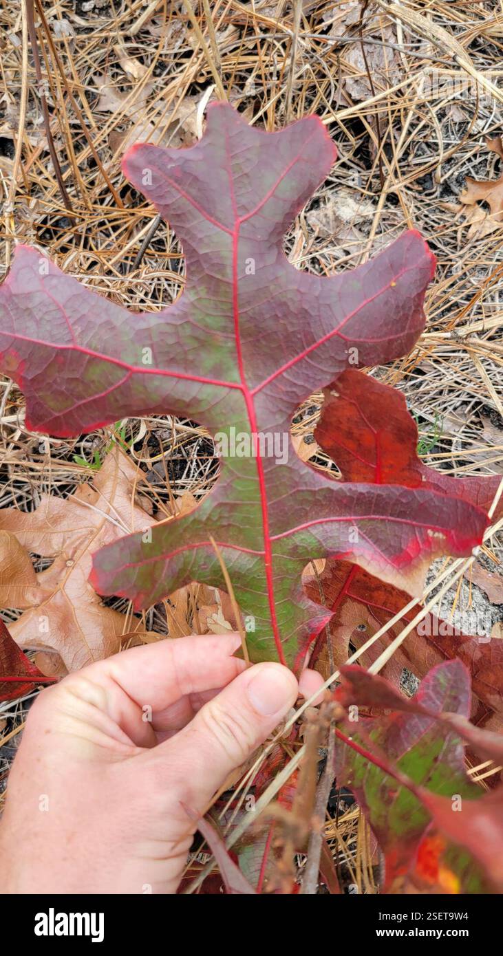 American turkey oak (Quercus laevis), Plantae, Ocala, FL 34476, USA ...
