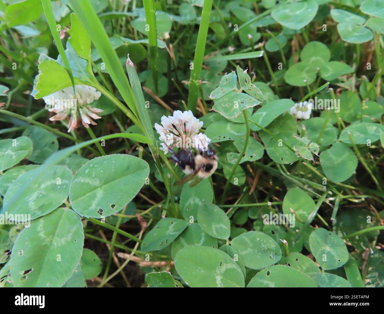 white clover (Trifolium repens), Plantae, Louisville, KY, USA Stock ...
