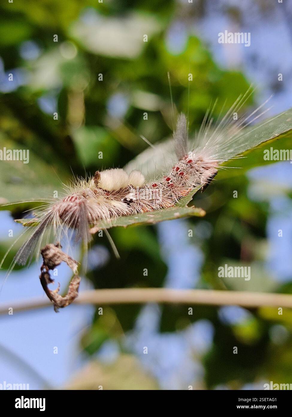 Brown Tussock Moth (Olene mendosa), Insecta, 8RC5+RPH, Kumplampoika ...