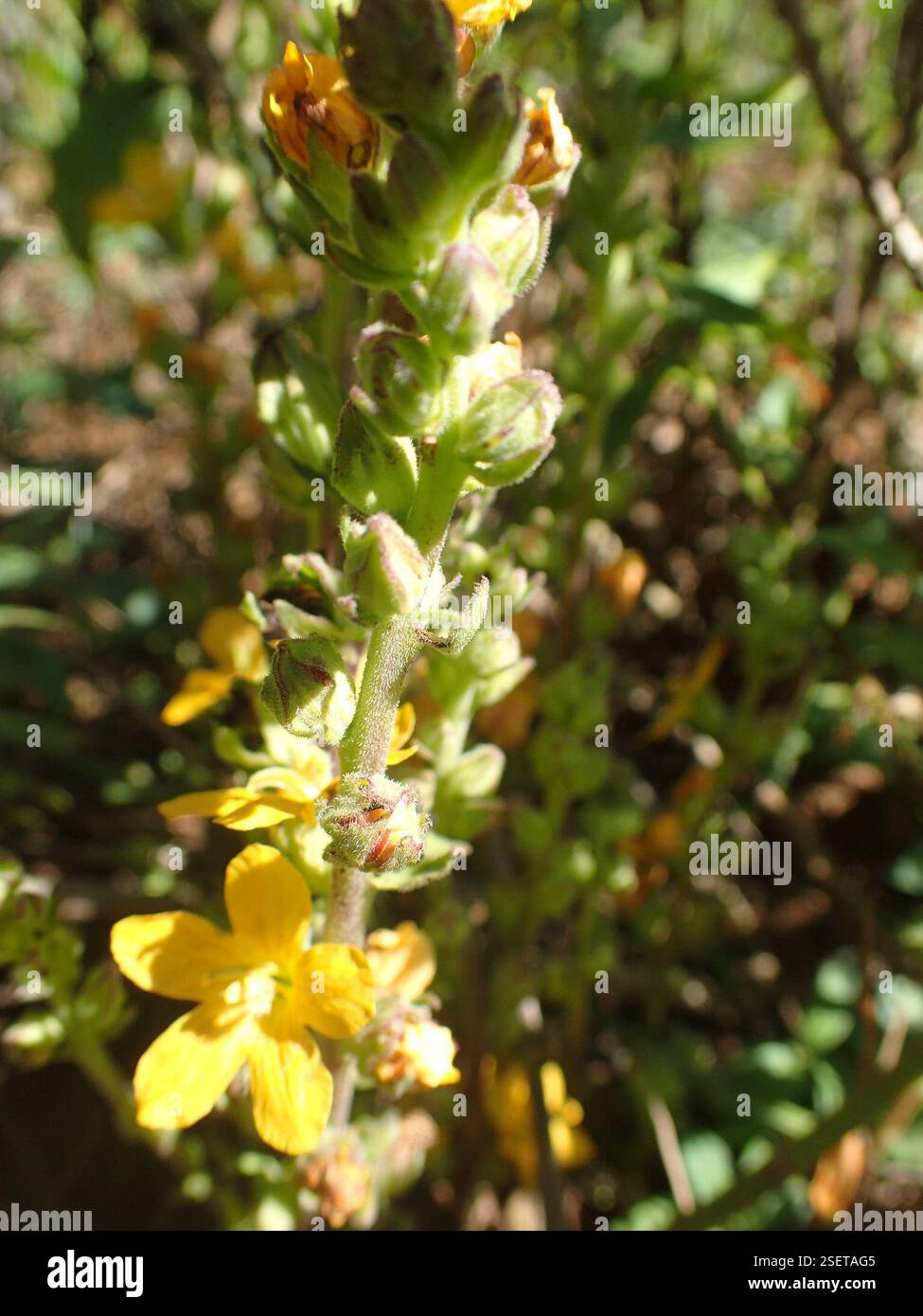 Cape Paintflower (Alectra capensis), Plantae, uMgungundlovu District ...