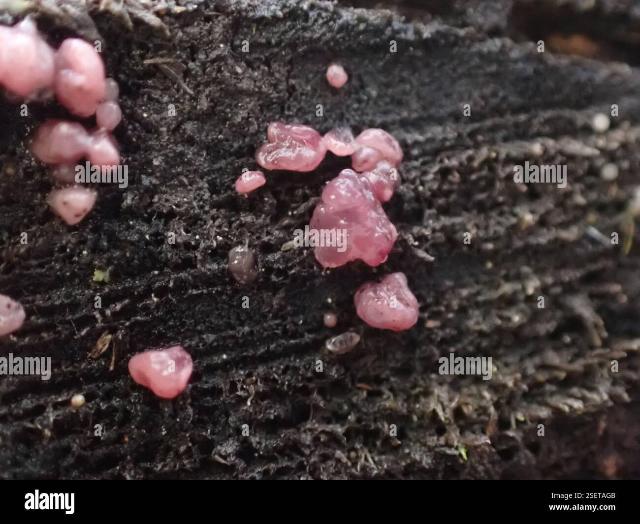 Purple Jellydisc (Ascocoryne sarcoides), Fungi, Capital, British ...