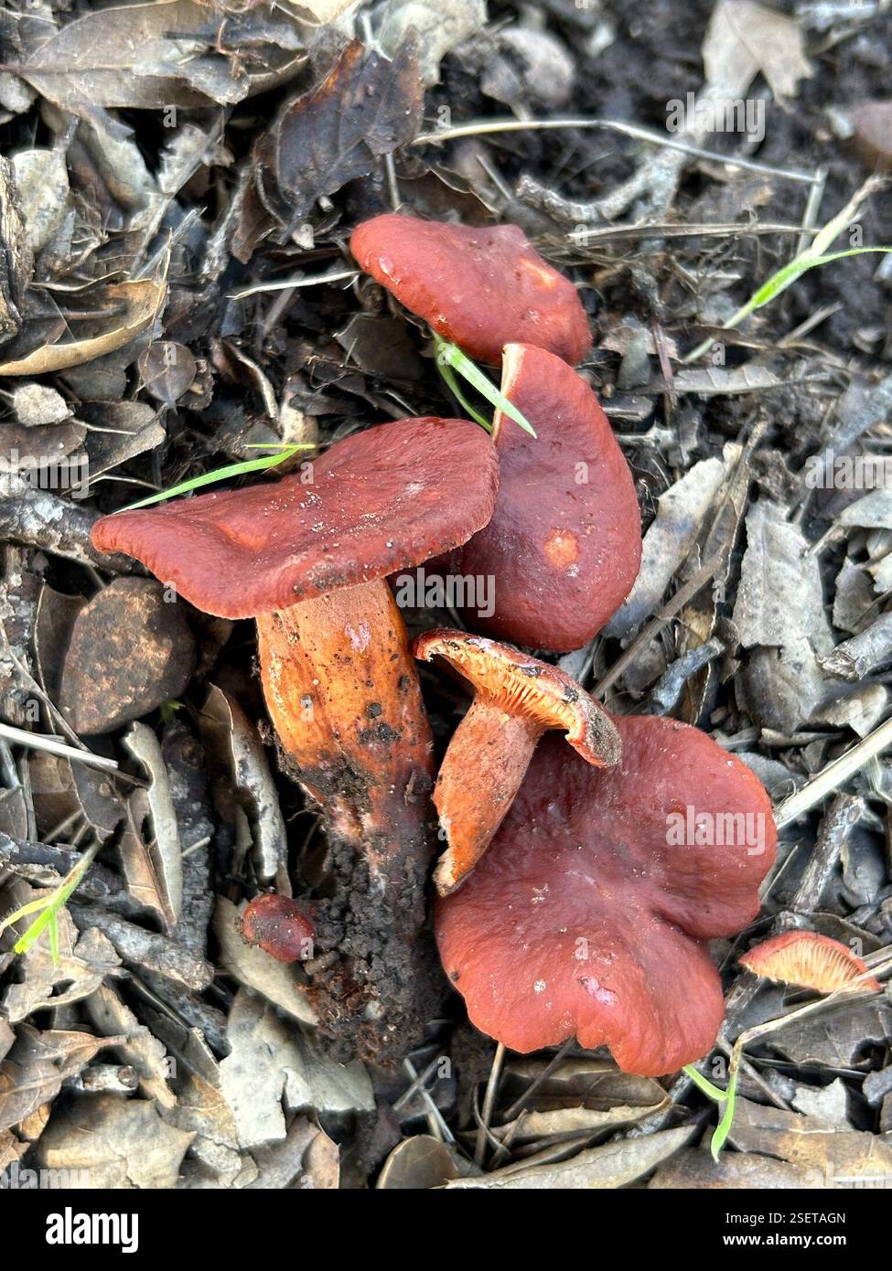 Southern Candy Cap (Lactarius rufulus), Fungi, Laguna Lake Park - Dog ...