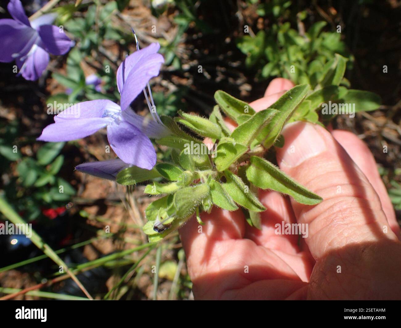 Blue Bushviolet (Barleria obtusa), Plantae, uMgungundlovu District ...