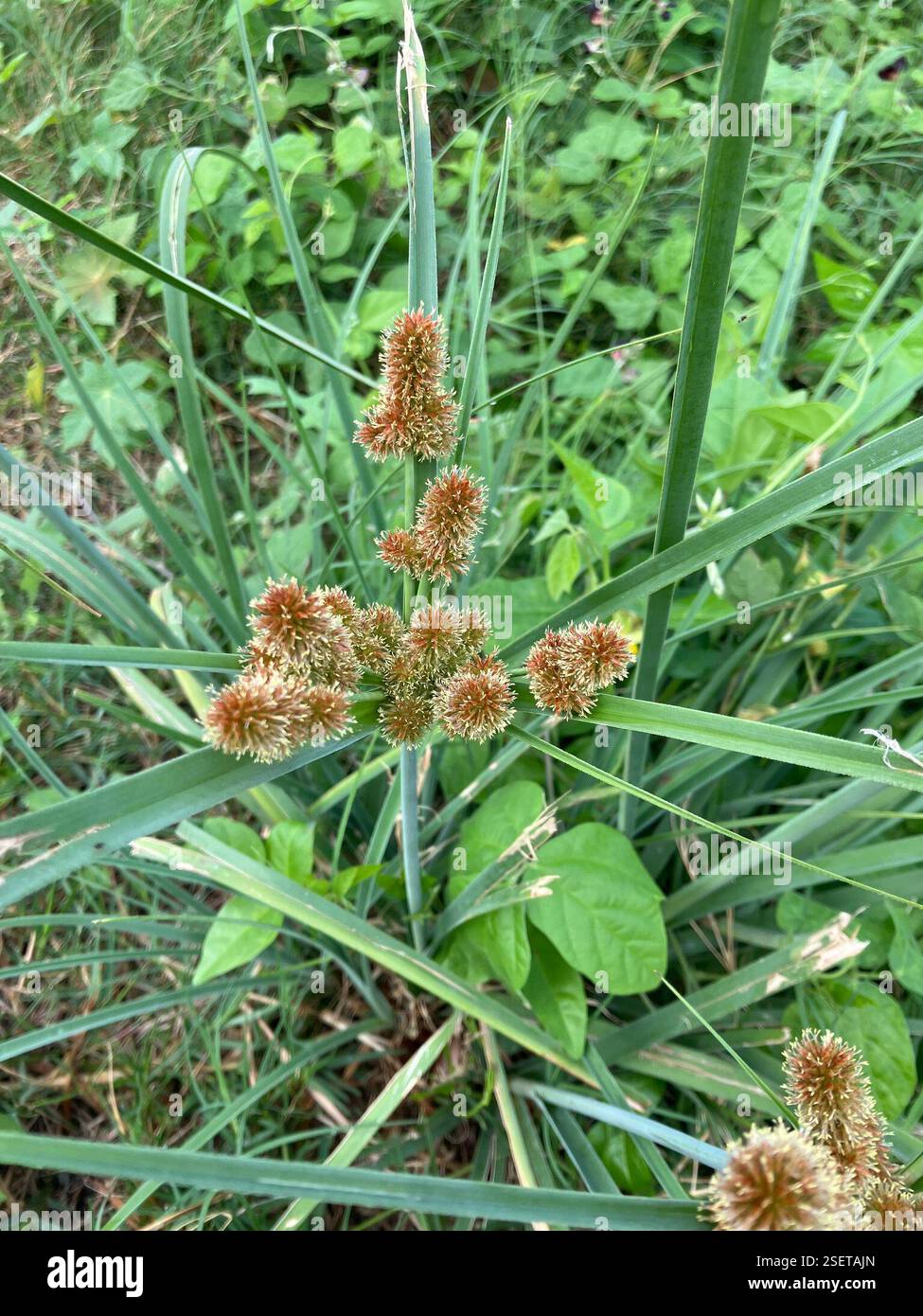 Swamp Flatsedge (Cyperus ligularis), Plantae, Saint Peter, MS Stock ...