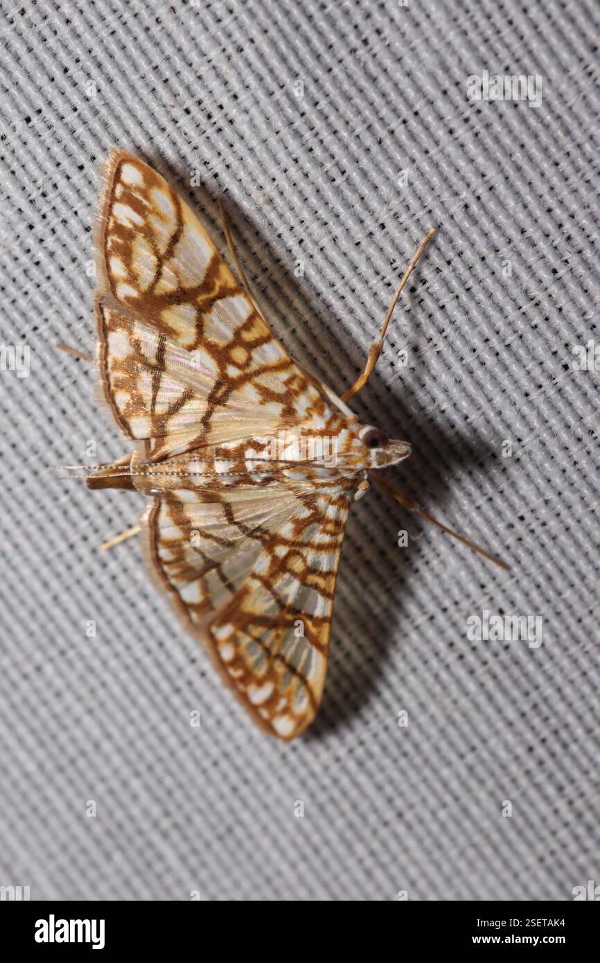 Pearl Moths (Spilomelinae), Insecta, Araçariguama, SP, 18147-000 ...