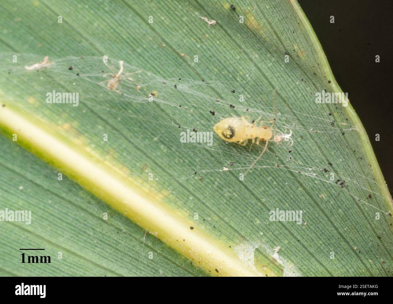 Barklice, Booklice, and Parasitic Lice (Psocodea), Insecta, Duval ...
