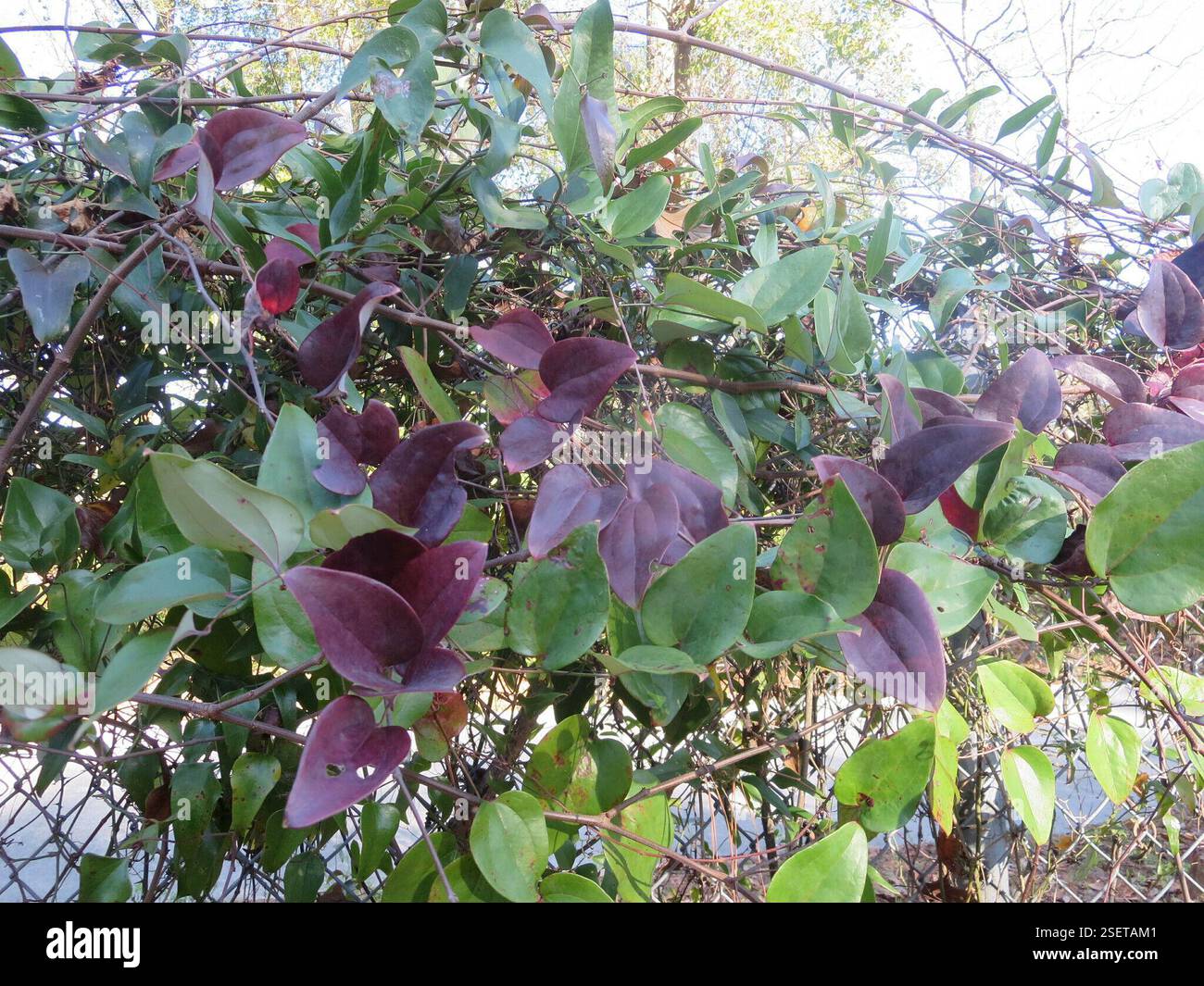 sawbrier (Smilax glauca), Plantae, Windsor Forest, Savannah, GA, USA ...