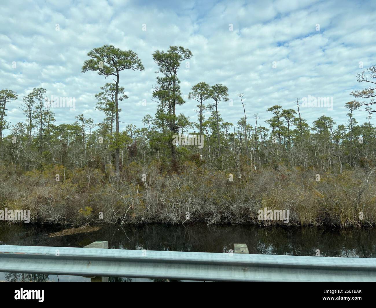 pond pine (Pinus serotina), Plantae, US-64, Manns Harbor, NC, US Stock ...