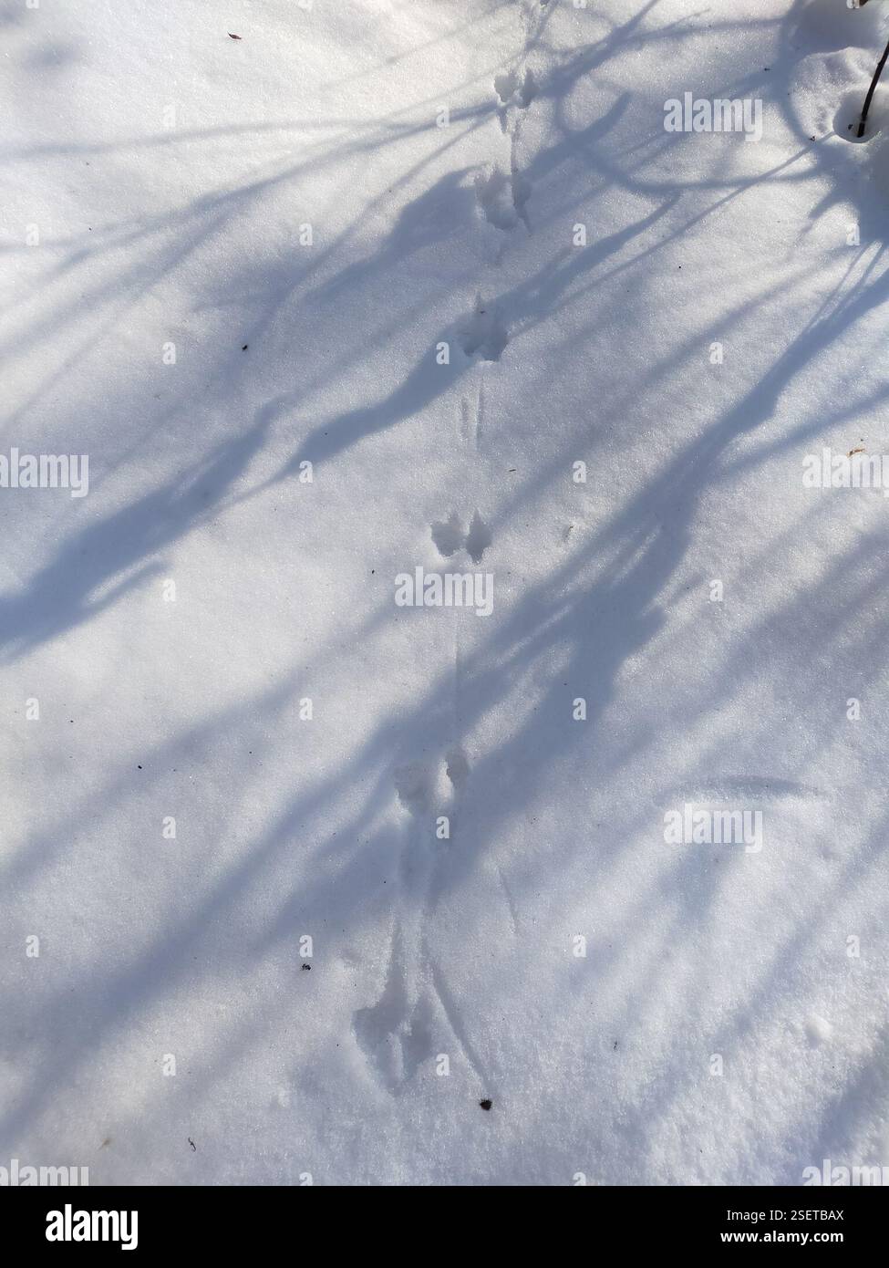 Striped Field Mouse (Apodemus agrarius), Mammalia, Двфу Stock Photo - Alamy