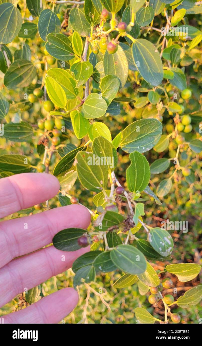 Ziziphus spina christi hi-res stock photography and images - Alamy