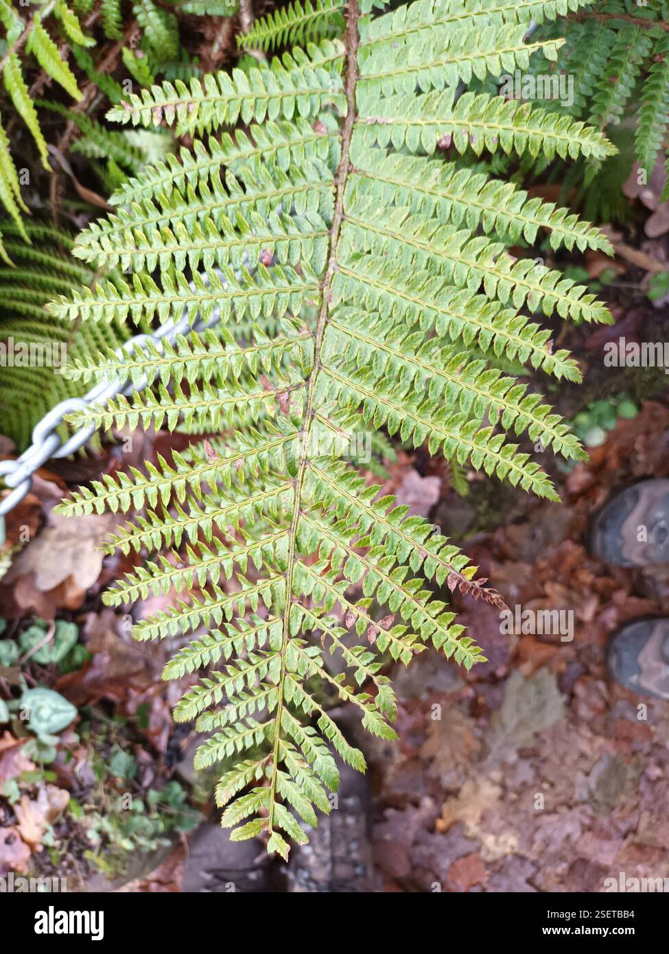 soft shield fern (Polystichum setiferum), Plantae, Cheshire East, UK ...