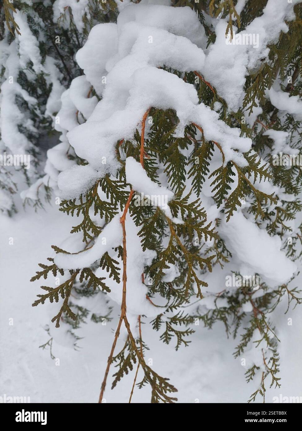 northern whitecedar (Thuja occidentalis), Plantae, Thessalon, ON P0R 1L0, Canada Stock Photo - Alamy