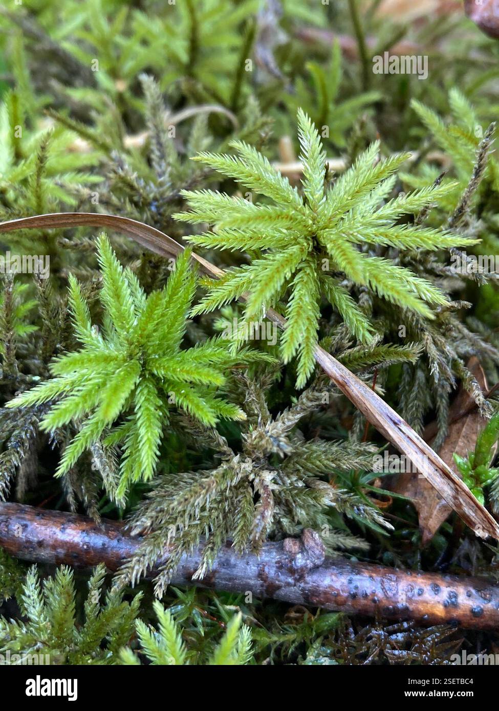 American Tree Moss (Climacium americanum), Plantae, Rockville, IN, US ...