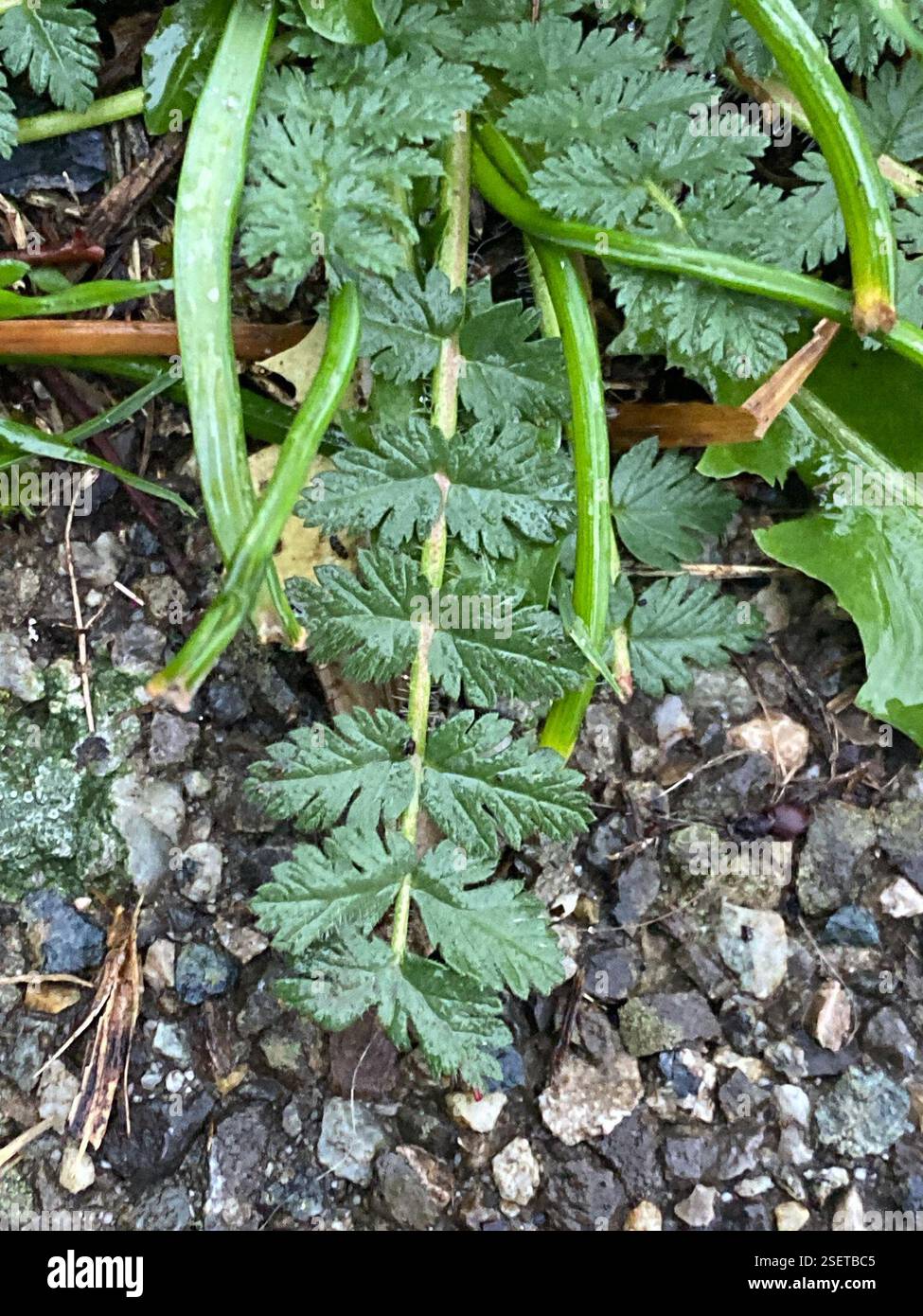 Redstem Stork's-bill (Erodium cicutarium), Plantae, Genève, CH-GE-GE ...