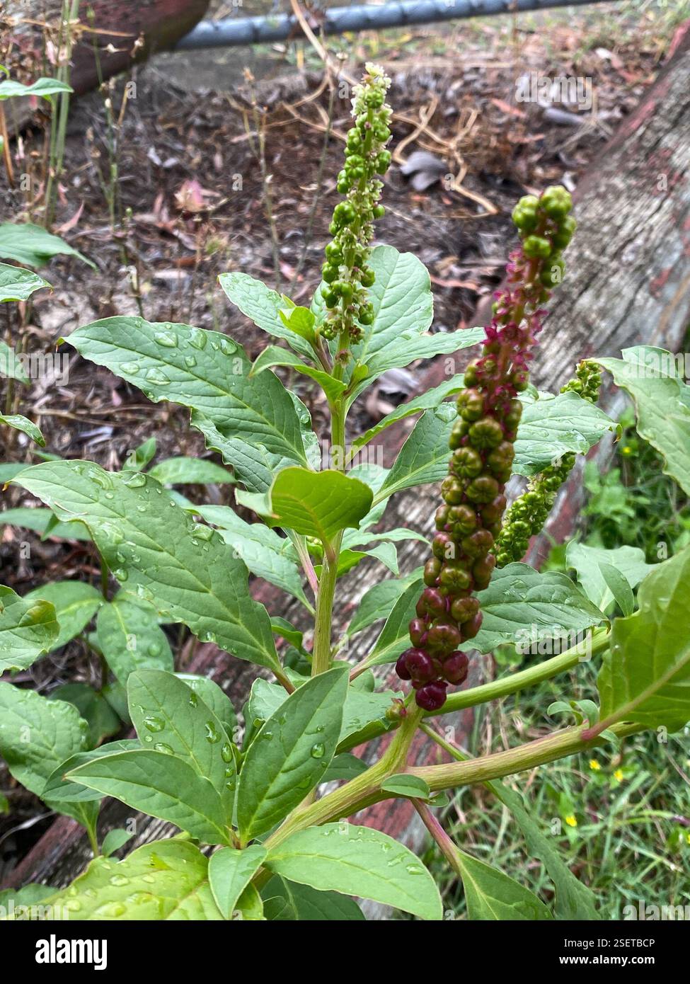 Inkweed (Phytolacca octandra), Plantae, Belmont State School, Carindale ...