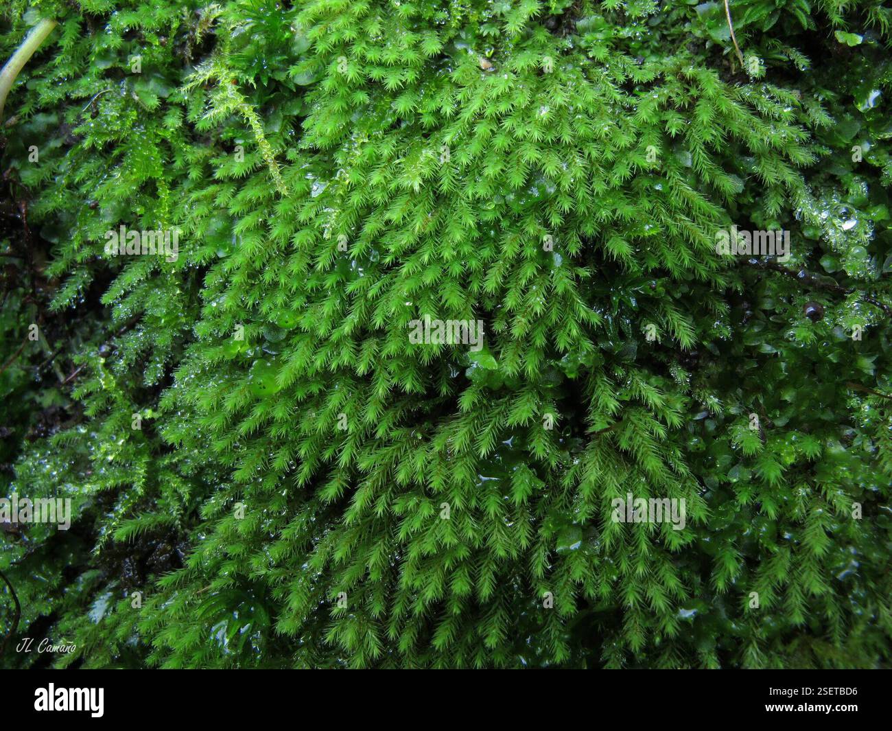Rigid Apple-moss (Philonotis rigida), Plantae, Galicia, ES, On soil in ...