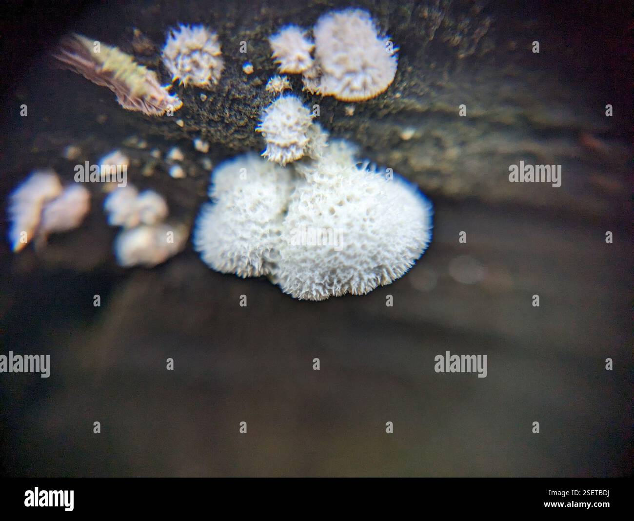 splitgill mushroom (Schizophyllum commune), Fungi, West End, Vancouver ...