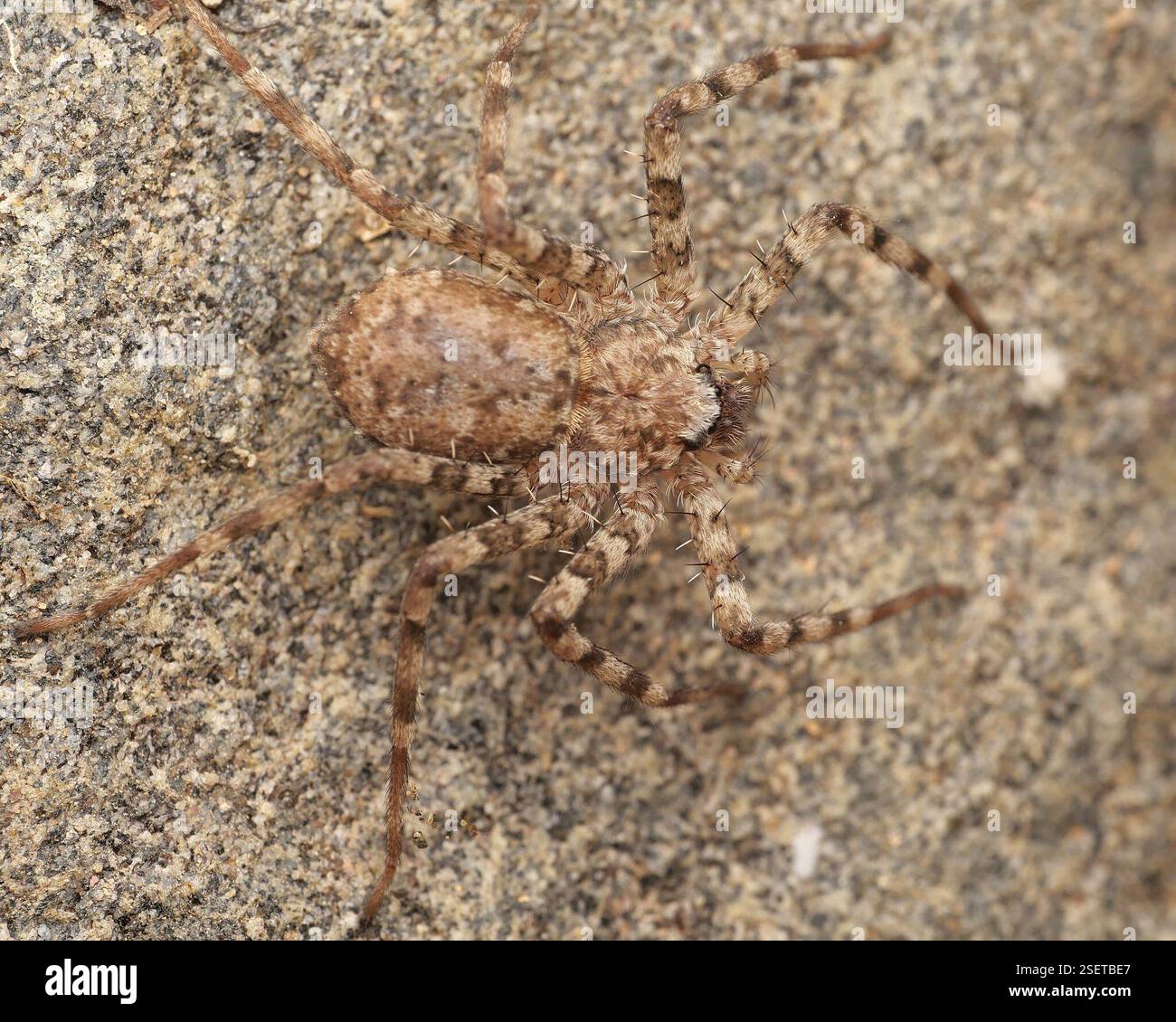 Crescent-eyed Spiders (Selenops), Arachnida, Municipio Los Cabos, Baja ...
