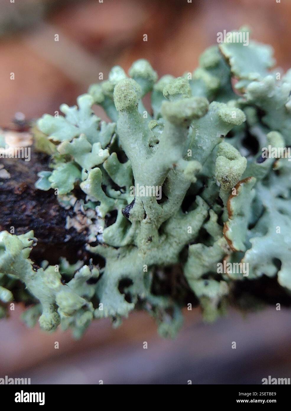 Powder-headed Tube Lichen (Hypogymnia tubulosa), Fungi, Chwarzno ...