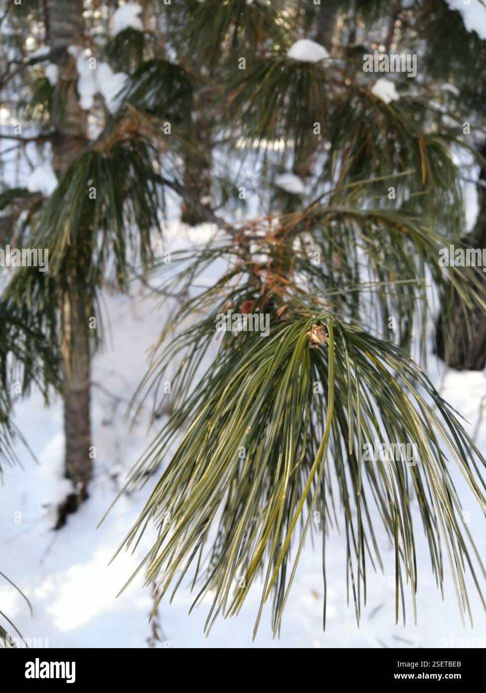 Siberian pine (Pinus sibirica), Plantae, Иркутская обл., Россия, 665490 ...