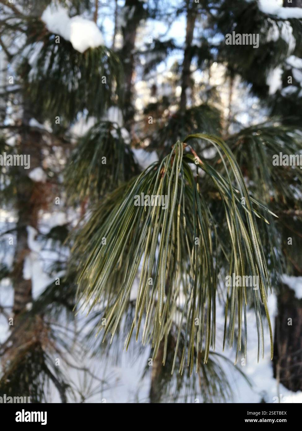 Siberian pine (Pinus sibirica), Plantae, Иркутская обл., Россия, 665490 ...