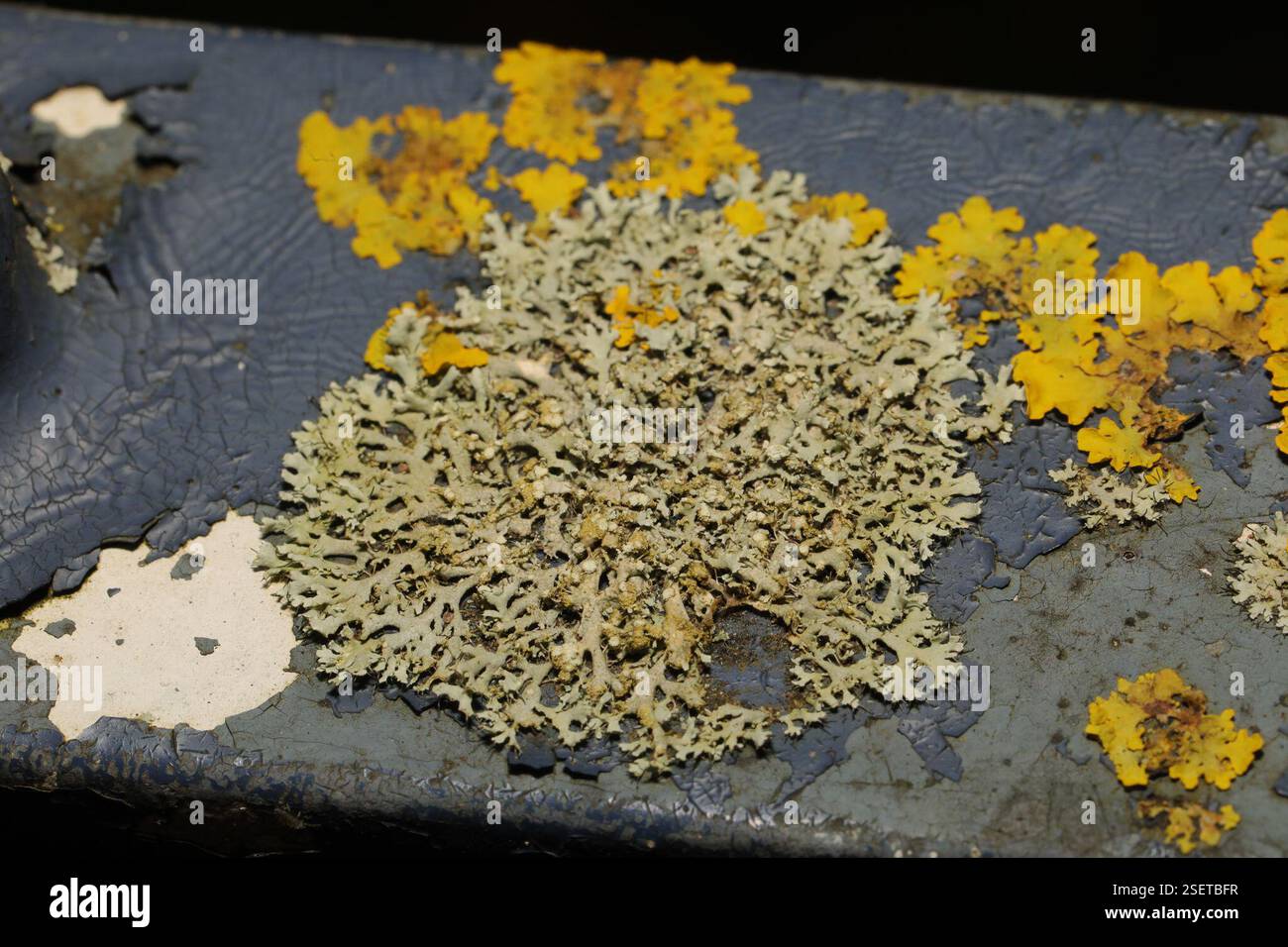 Fringed Rosette Lichen (Physcia tenella), Fungi, Sefton Park, Mossley ...