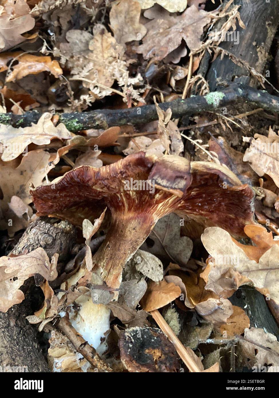 Brown Roll-Rim (Paxillus involutus), Fungi, Richmond Park, London ...