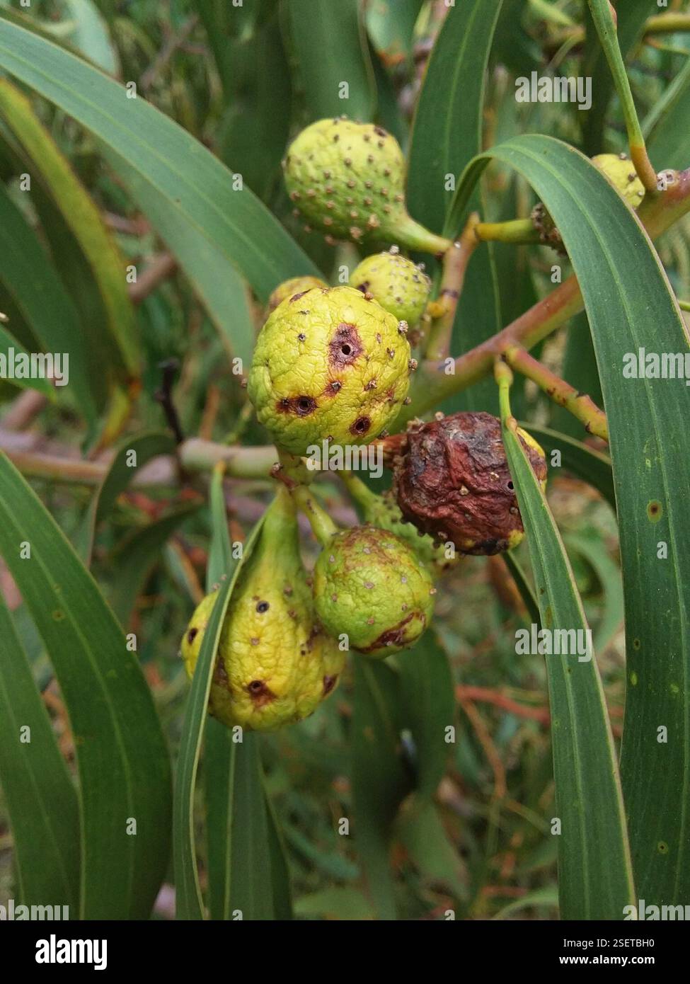 Golden Wattle Gall Wasp (Trichilogaster signiventris), Insecta, Stop R1 ...