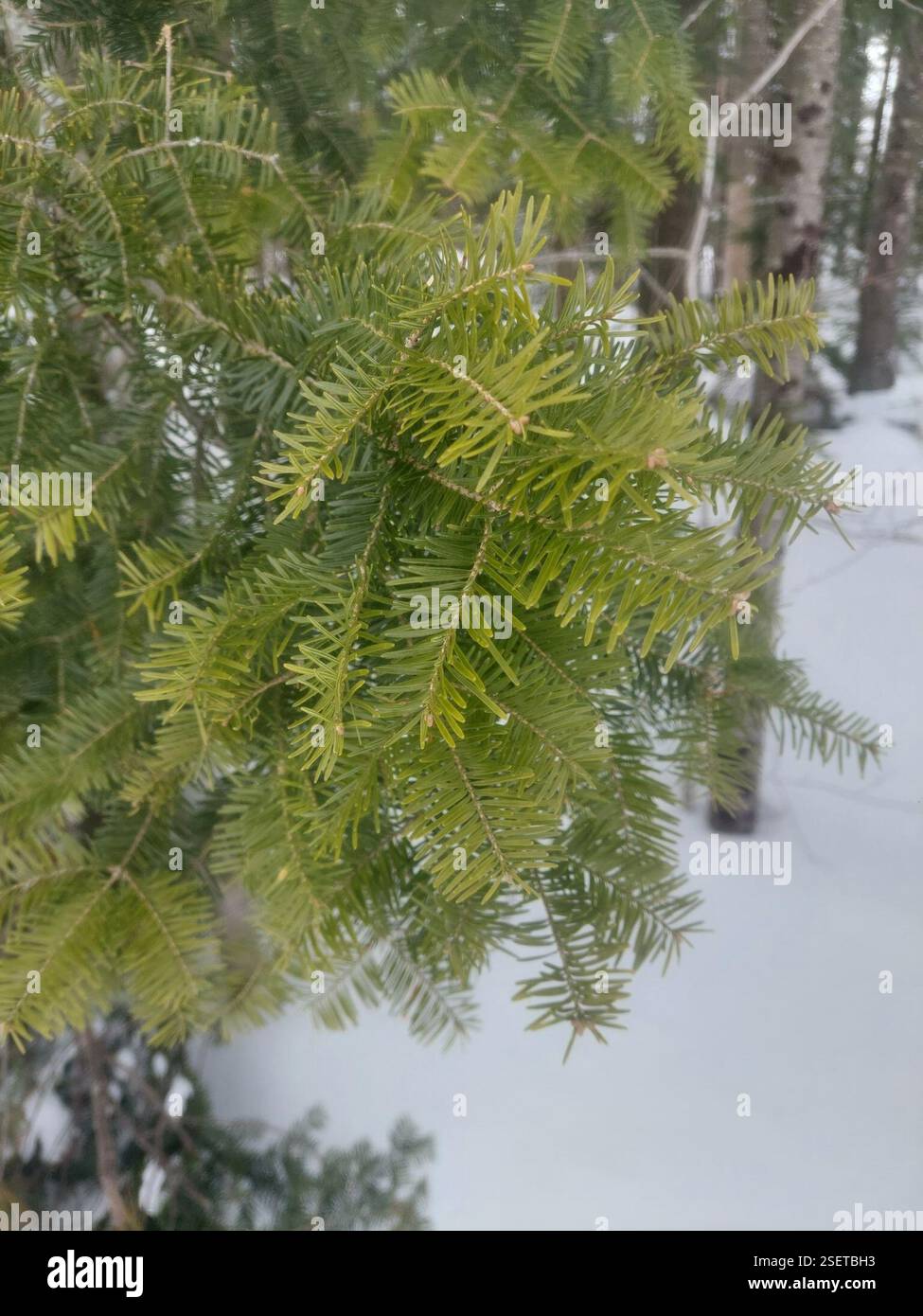 balsam fir (Abies balsamea), Plantae, Echo Bay, ON P0S 1C0, Canada ...