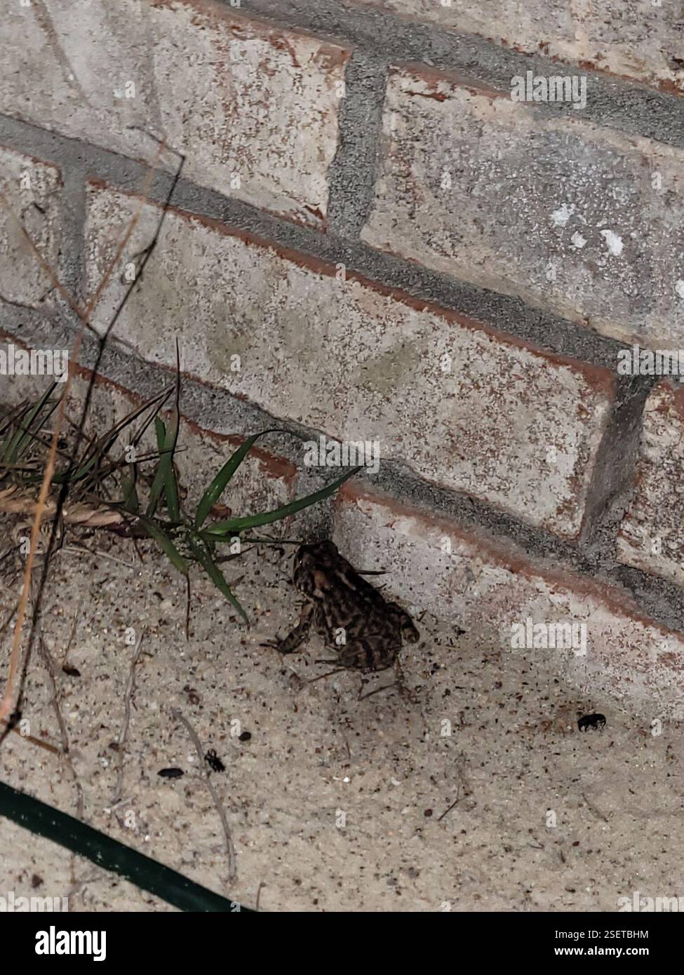 Southern Toad (Anaxyrus terrestris), Amphibia, 2185 Bellmead Circle ...