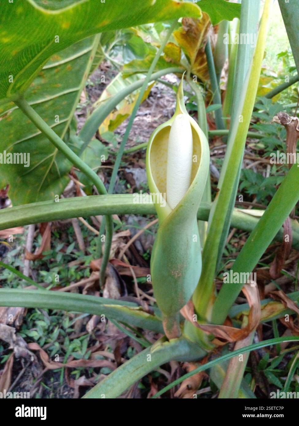(Thaumatophyllum undulatum), Plantae, Paraguay Stock Photo - Alamy