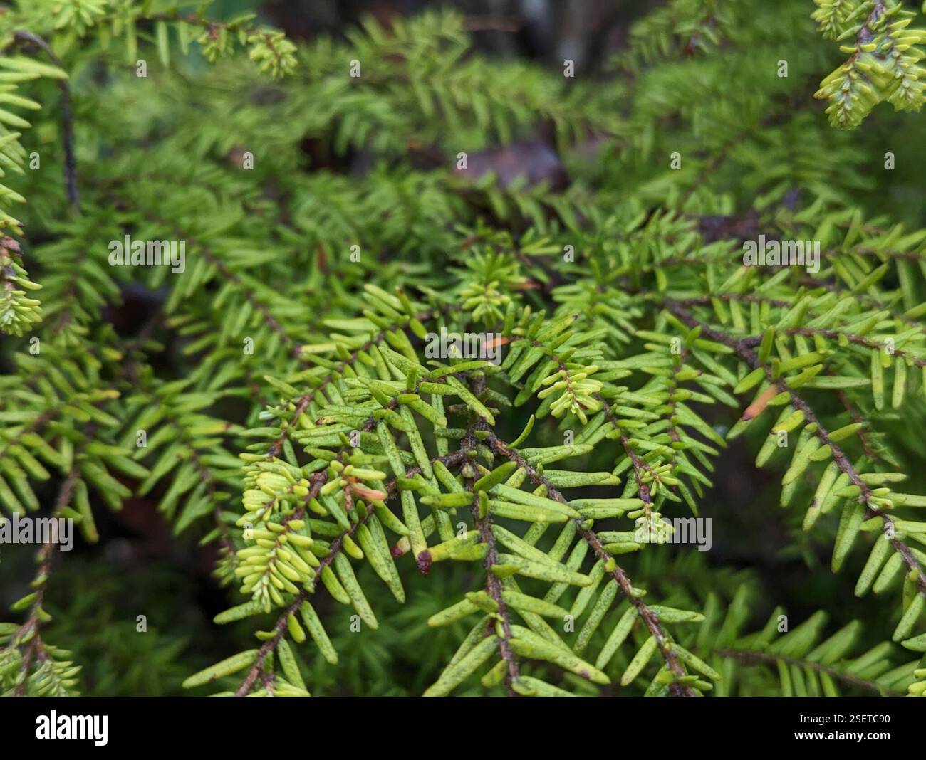 western hemlock (Tsuga heterophylla), Plantae, Vancouver, BC V6G ...