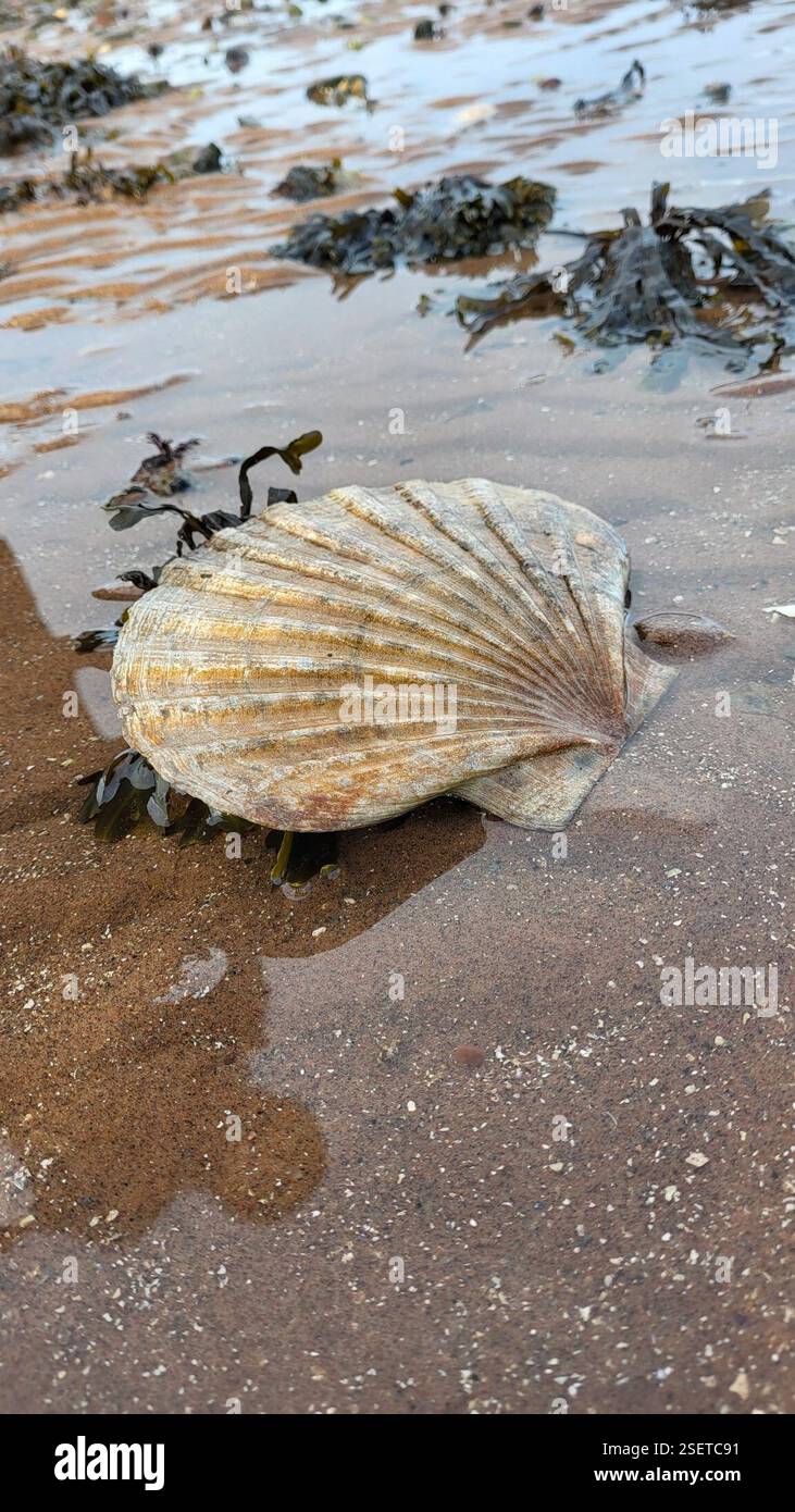Great Scallop (Pecten maximus), Mollusca, Inverkip, Greenock PA16 0DW ...
