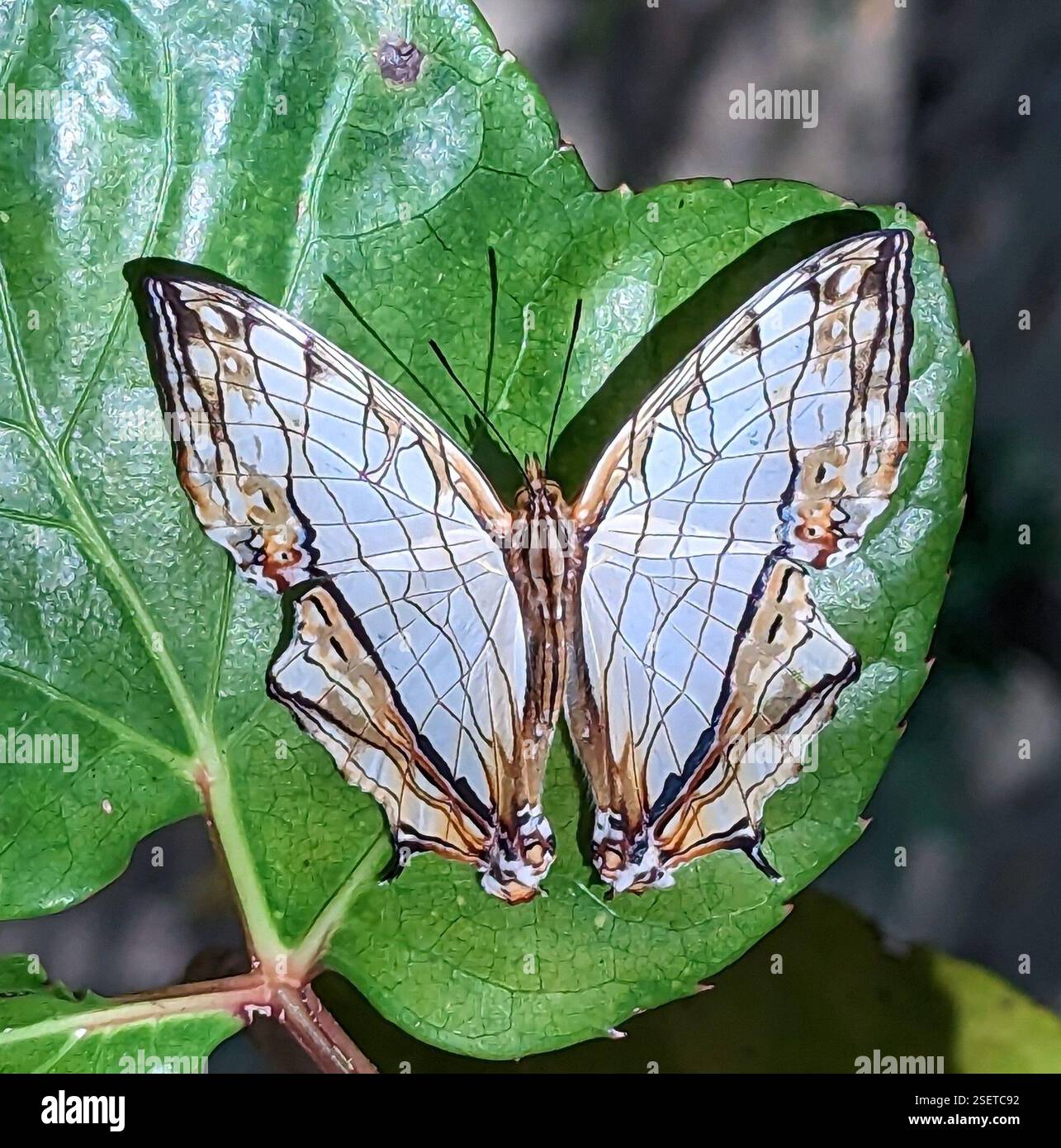 Common Mapwing (Cyrestis thyodamas), Insecta, 106, Taiwan, 台北市大安區龍安里 ...