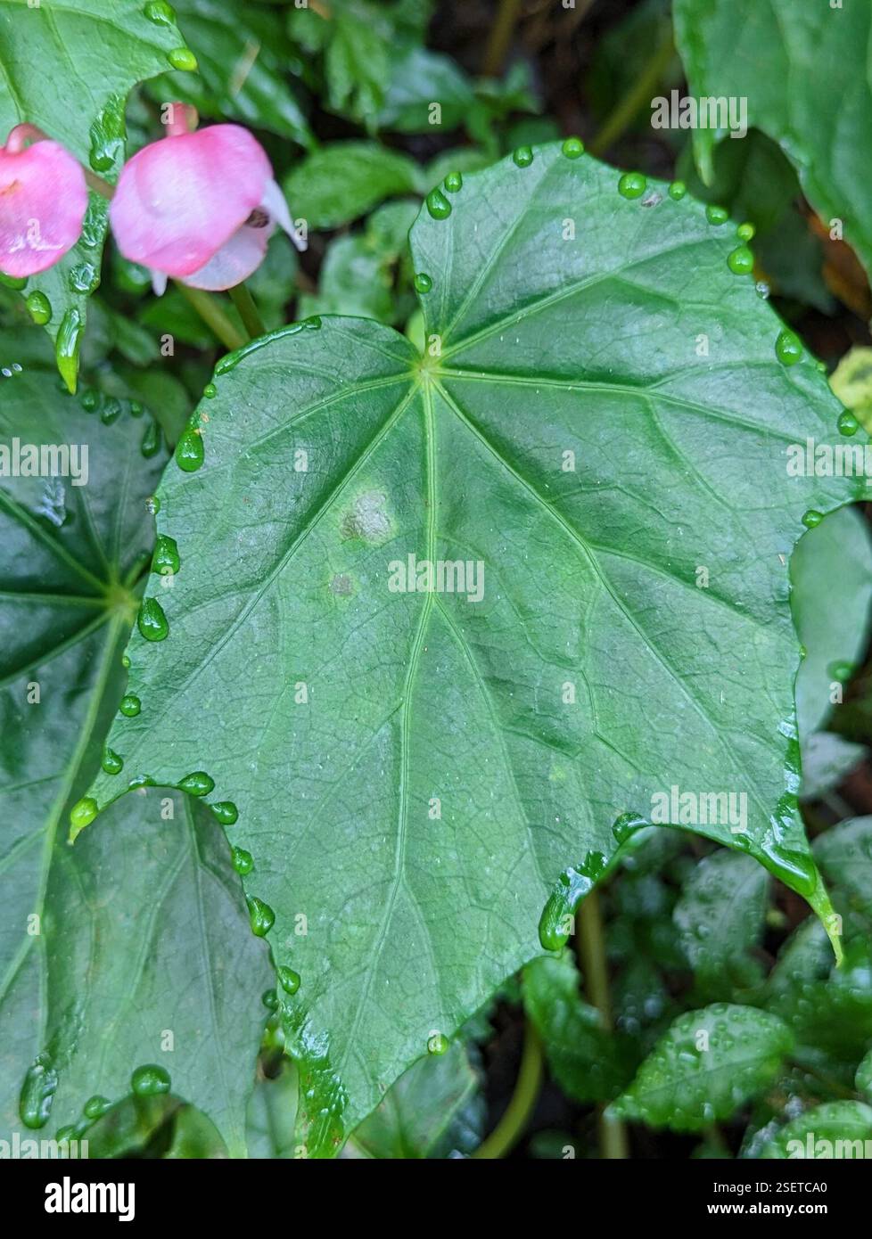 Formosana begonia (Begonia formosana), Plantae, 252, Taiwan, 新北市三芝區興華里 ...