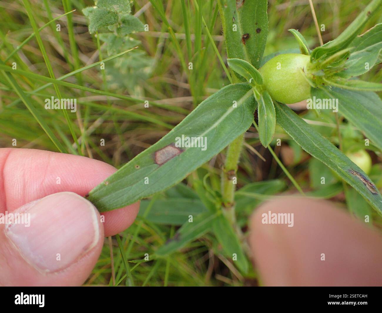 dicots (Magnoliopsida), Plantae, uMgungundlovu District Municipality ...
