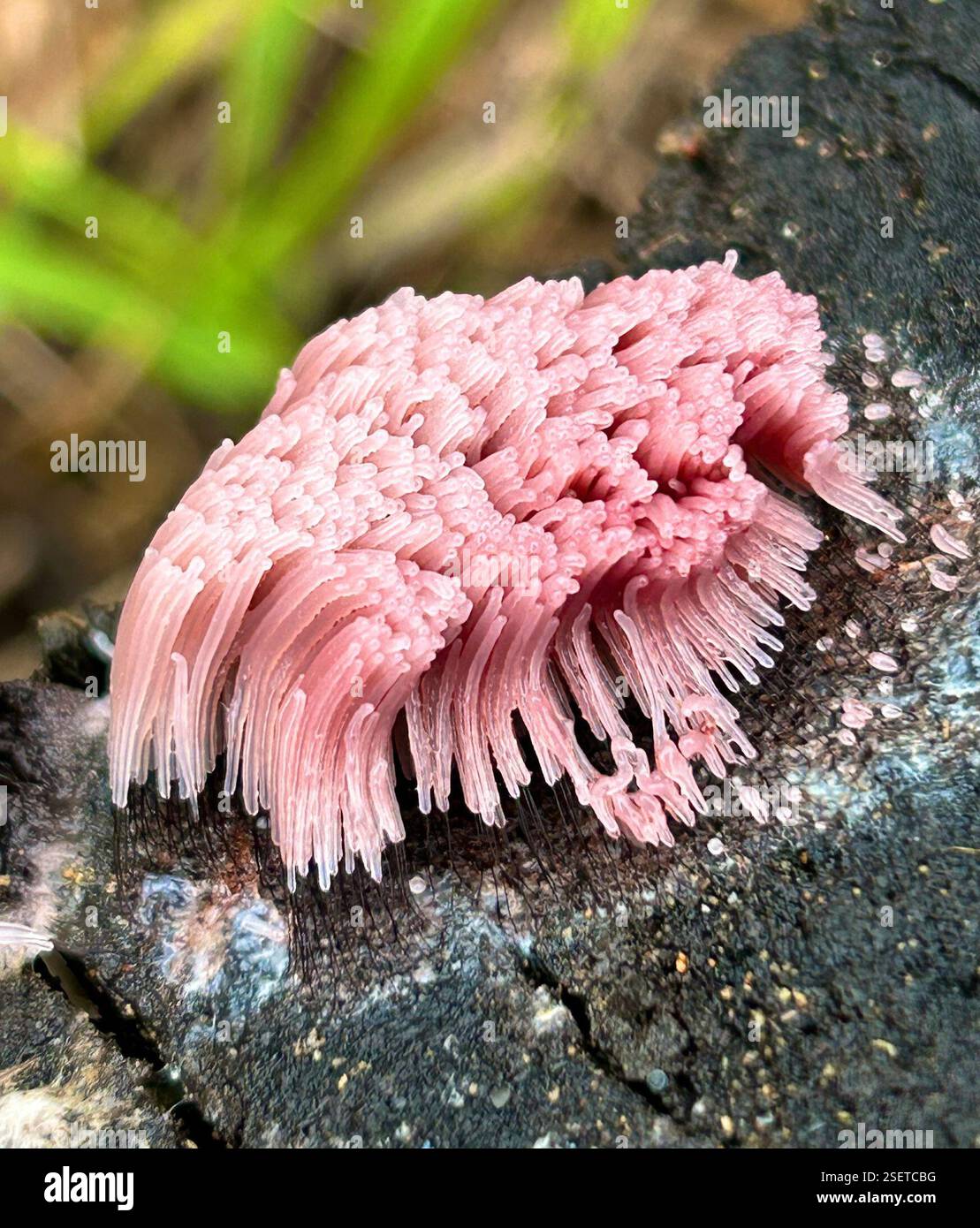 chocolate tube slime (Stemonitis splendens), Protozoa, Morro Bay State ...