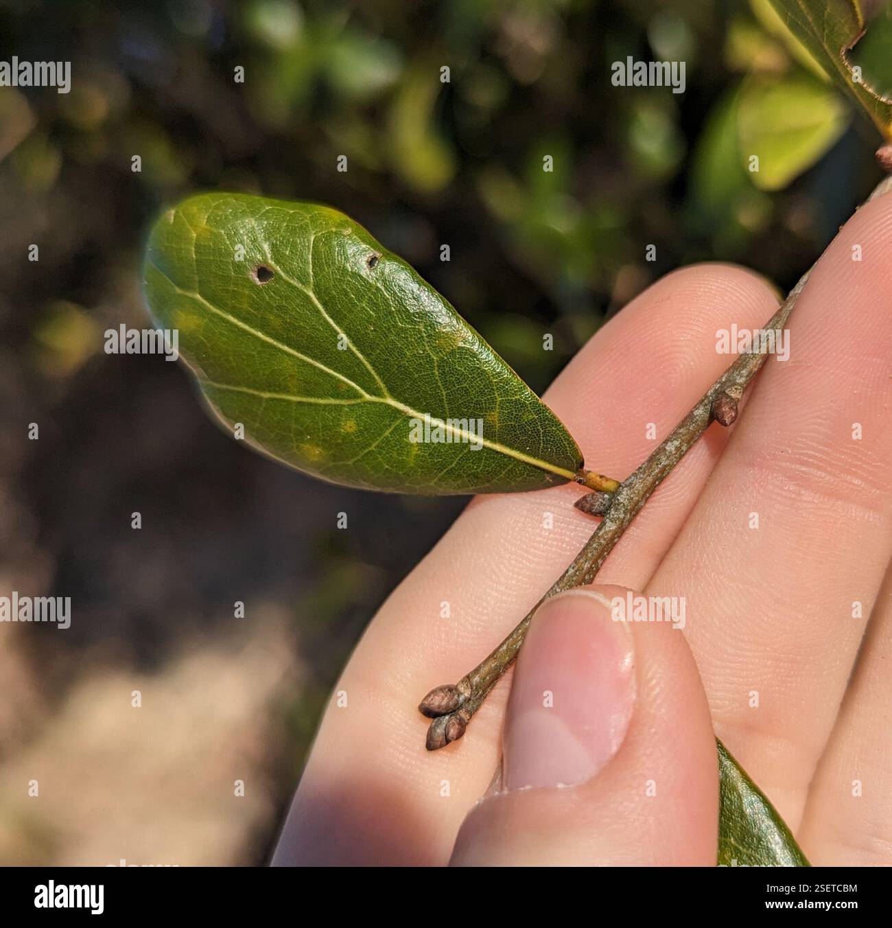 Myrtle Oak (Quercus myrtifolia), Plantae, Spring Hill, FL 34607, USA ...