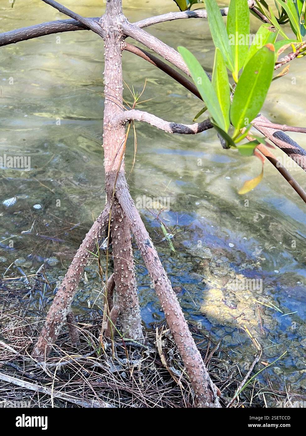 red mangrove (Rhizophora mangle), Plantae, North Bimini, BS Stock Photo ...