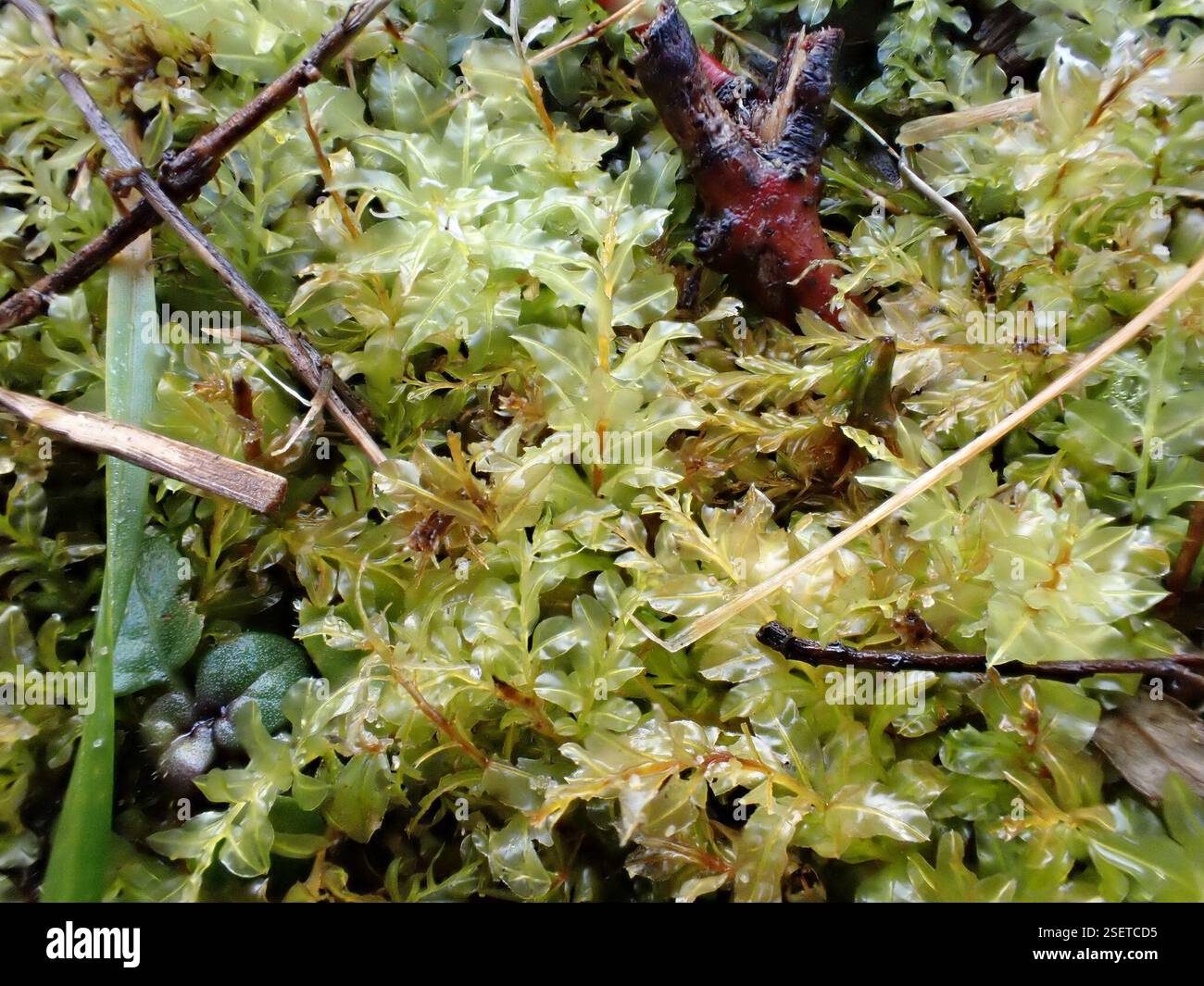 Palm-tree Moss (Plagiomnium undulatum), Plantae, Amsterdamse ...