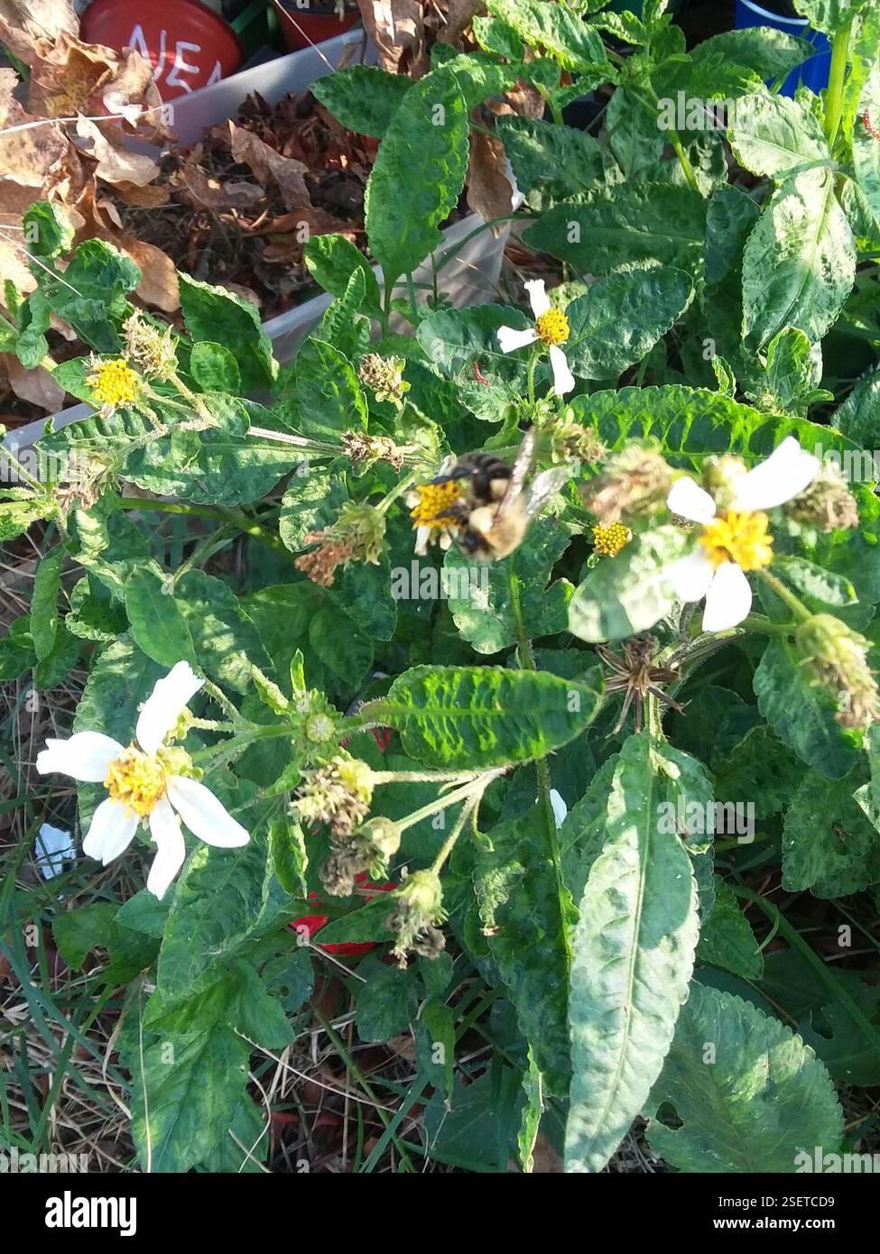 White beggarticks (Bidens alba), Plantae, Windsor Forest, Savannah, GA ...